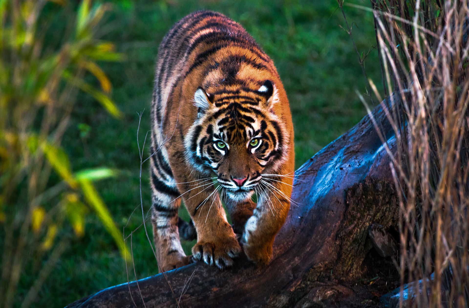 International Tiger Project - Rewards4earth.org